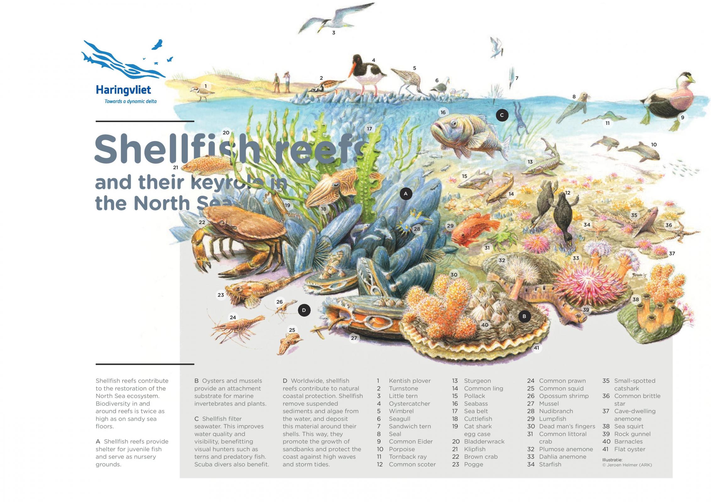 Shellfish reefs | webwinkel ARK
