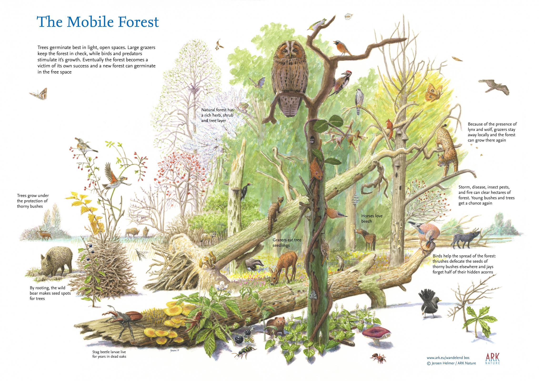 The Mobile Forest | webwinkel ARK